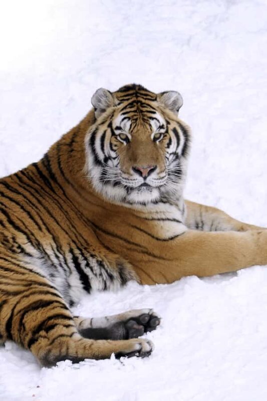 Saint-Félicien Wild Zoo: Winter 2025-2026 Daily Ticket - Key Points