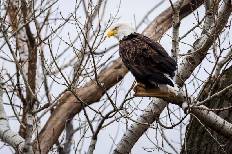 Saint Joseph: Missouri Eagle Waterfowl Photography Tour - Key Points