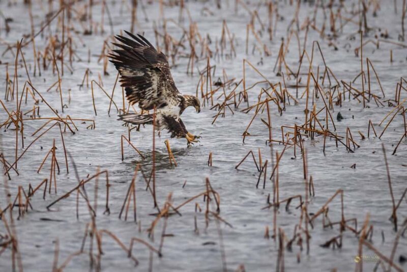 Saint Joseph: Missouri Eagle Waterfowl Photography Tour - The Experience: What to Expect