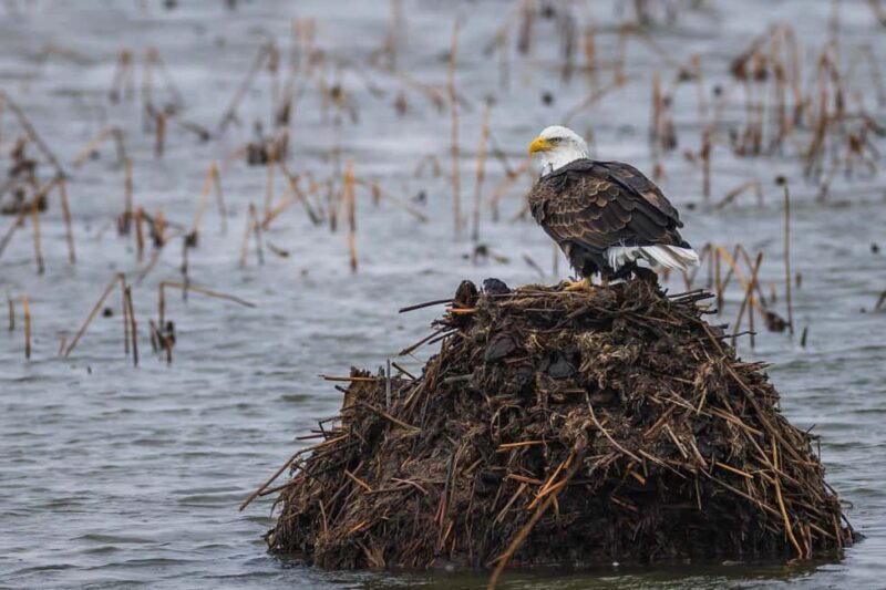 Saint Joseph: Missouri Eagle Waterfowl Photography Tour - Who Should Consider This Tour?