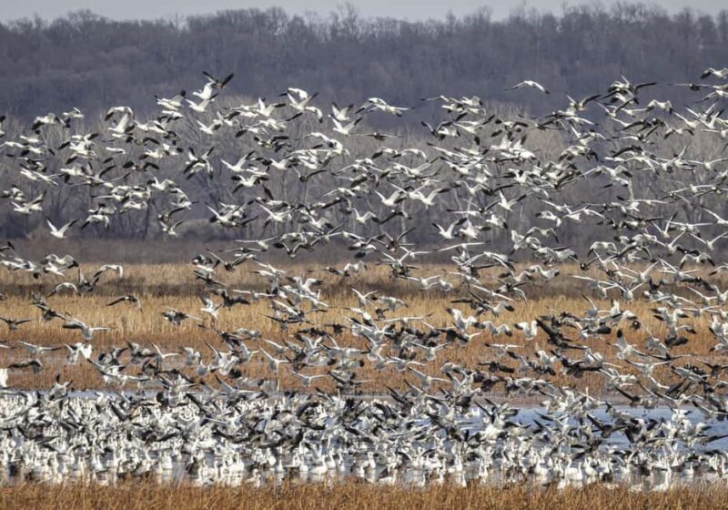 Saint Joseph: Missouri Eagle Waterfowl Photography Tour - Frequently Asked Questions