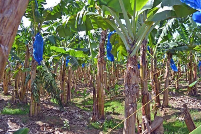 Saint Lucia: Thrill Seeker 6-Day Adventure Tour - Authentic Experiences and Unique Highlights