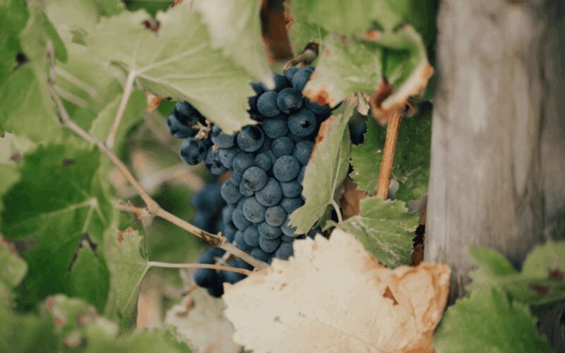 Saint-Tropez: Small Group Wine Tour - The Value and Practicalities