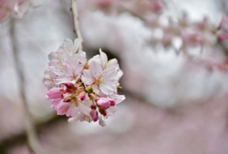 Sakura Sweets Making & Tea Ceremony in Ikegami Plum Garden - An In-Depth Look at the Experience