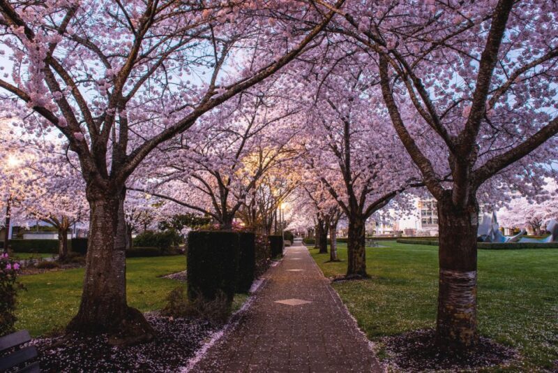 Salem: Witch Trial Walking Tour - What Youll Learn and Experience