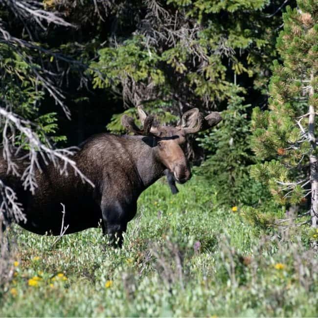 Sälen: Evening Moose Safari in the Forests - Key Points