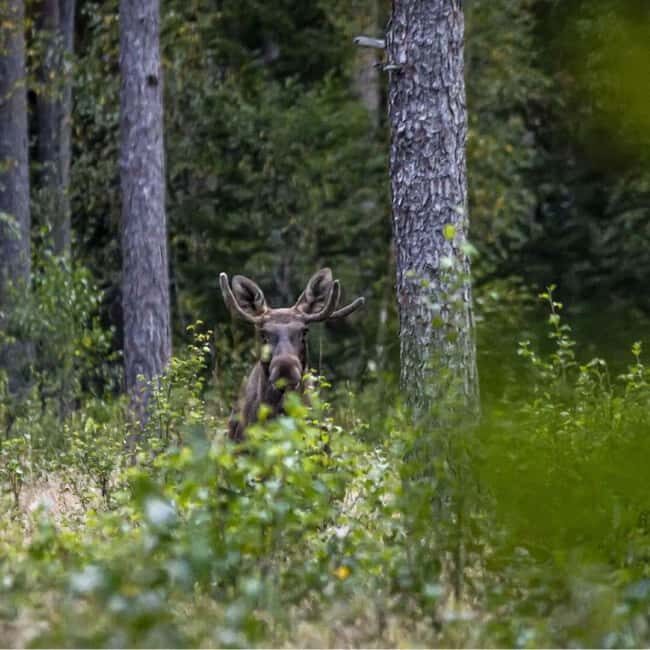 Sälen: Evening Moose Safari in the Forests - An In-Depth Look at the Moose Safari Experience