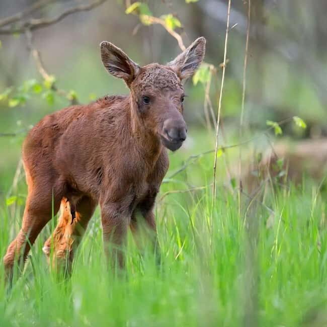 Sälen: Evening Moose Safari in the Forests - The Sum Up: Who Is This Safari For?