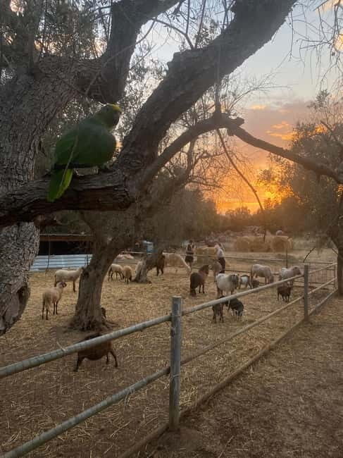 Salento: farm visit with local product tasting - Why a Farm Visit Like This Matters