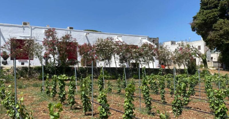 Salento: Winery Tour and Tasting - Frequently Asked Questions