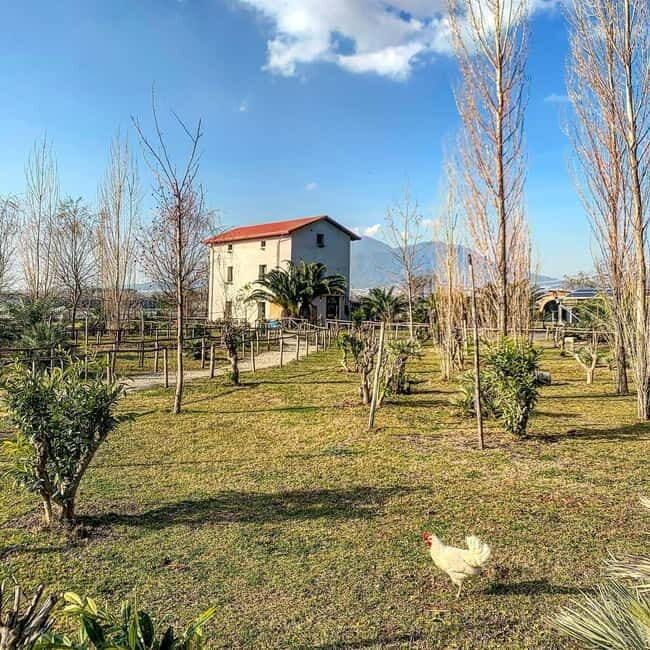 Salerno: Tomato Gastronomic Experience + Excursion to Pompeii - A Closer Look at the Experience