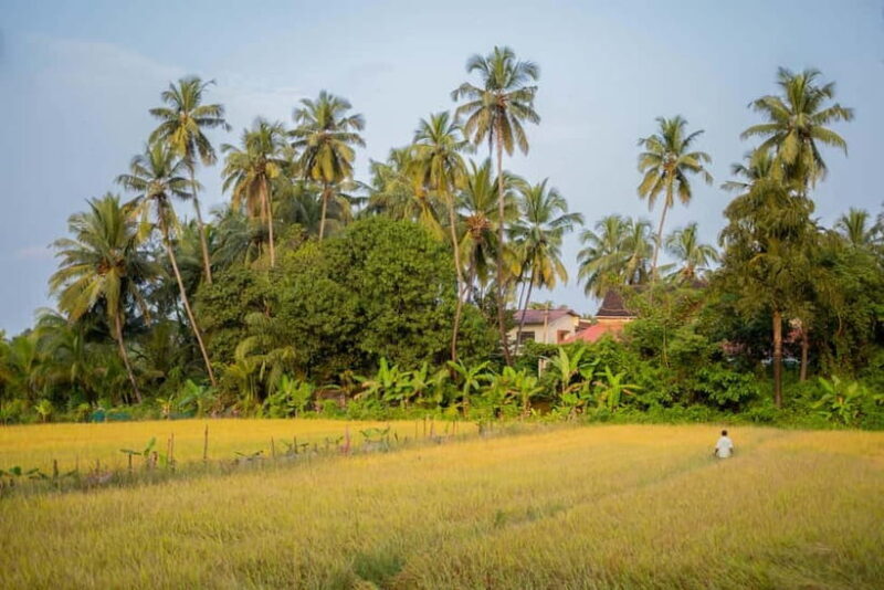Saligao: Village Saunter through Saligao - The Sum Up
