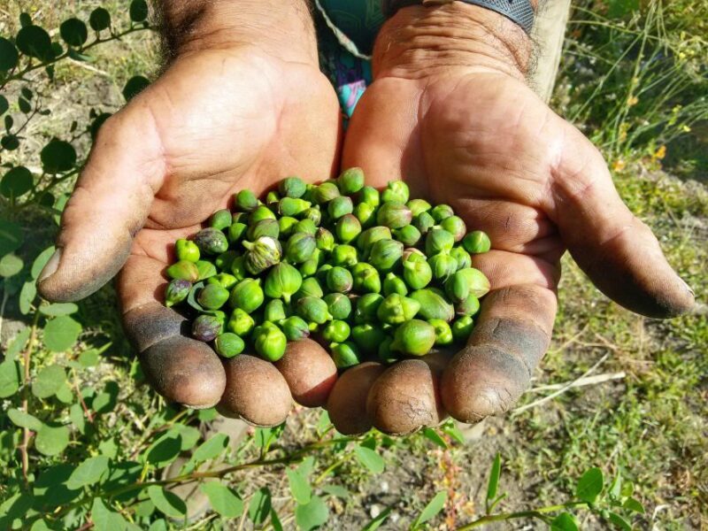 Salina Capers Experience - The Practical Side