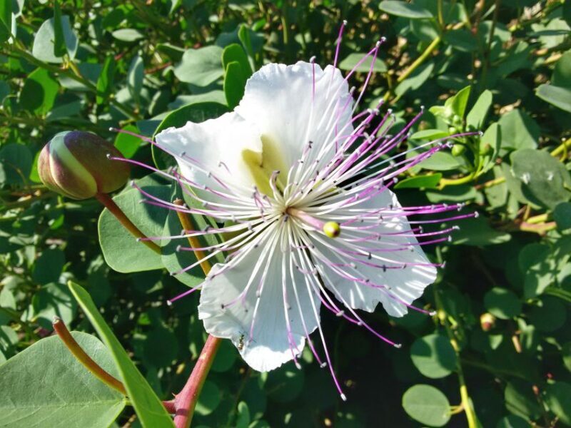 Salina Capers Experience - Who Should Consider This Tour?