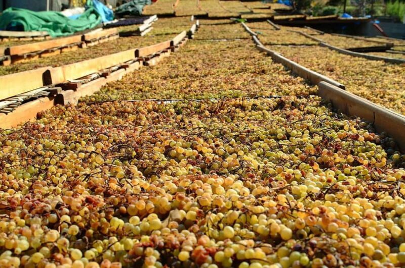 Salina: Wine Tasting & Brunch on Estate in Malfa - Final Thoughts