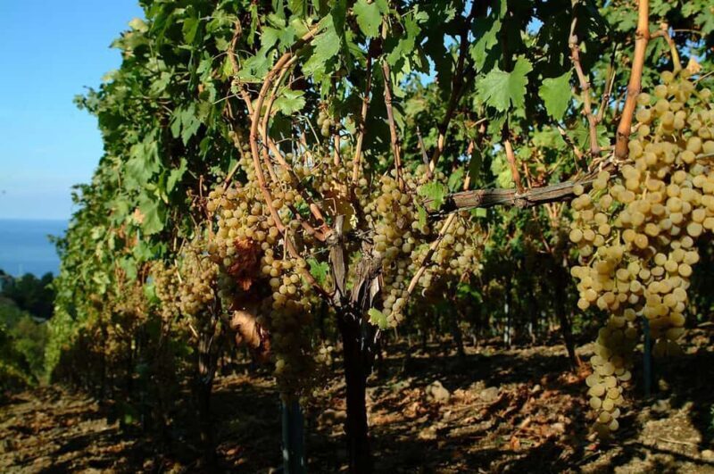 Salina: Wine Tasting & Brunch on Estate in Malfa - FAQ
