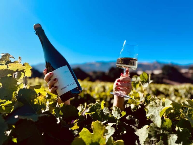 Salinas Valley, CA: Wine tasting experience - An Authentic Look into Odonata Wines