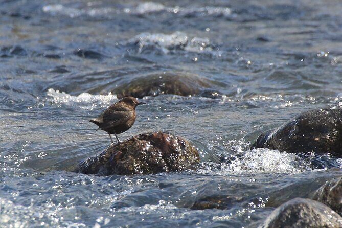Salmon Watching Experience - Diving Into the Details: What to Expect on This Salmon Watching Tour