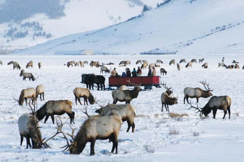 Salt Lake City: 3-Day Yellowstone Winter Wildlife Tour - Key Points