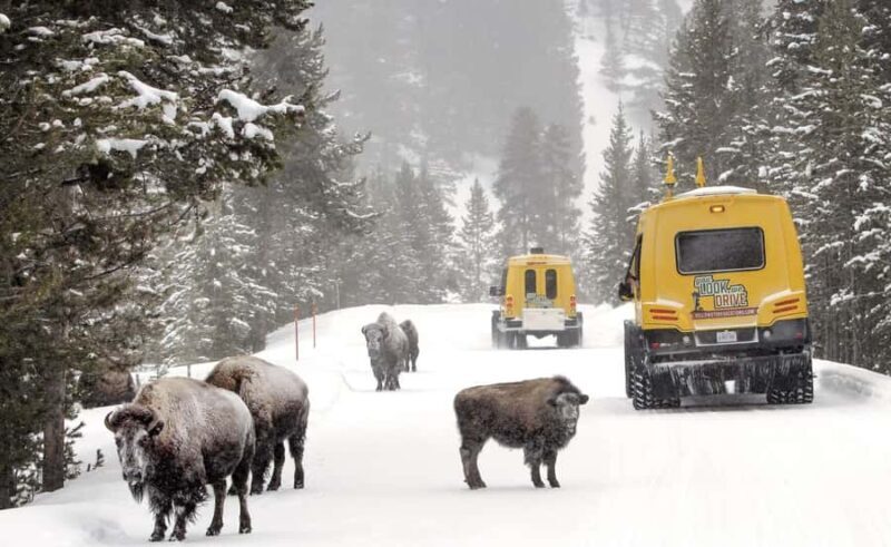 Salt Lake City: 3-Day Yellowstone Winter Wildlife Tour - Day 2: Exploring Yellowstone in a Heated Snow Coach