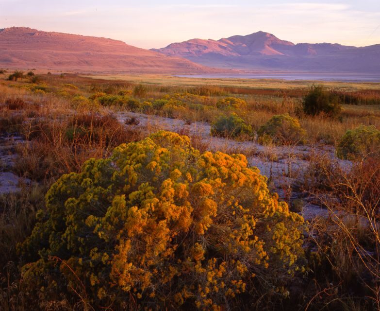 Salt Lake City: Great Salt Lake Antelope Island Guided Tour - Key Points