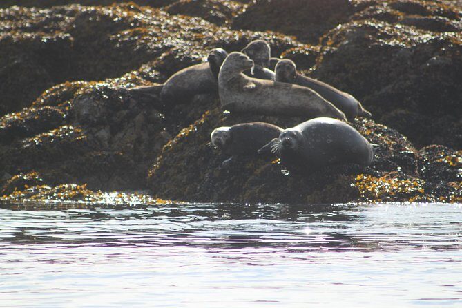 Saltwater Expedition Sightseeing & Wildlife - 6 Passenger Boat - Is This Tour Worth It?