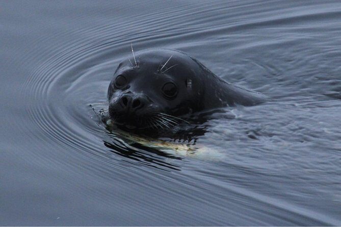 Saltwater Expedition Sightseeing & Wildlife - 6 Passenger Boat - The Sum Up: Is It Worth It?