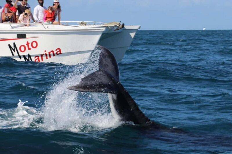 Samana: Bay of Samana Whale Watching Experience - Key Points