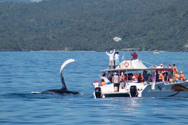 Samana: Bay of Samana Whale Watching Experience - Who Should Consider This Tour?