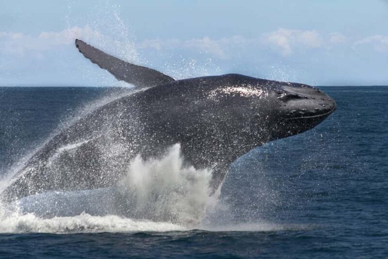 Samana: Bay of Samana Whale Watching Experience - The Sum Up