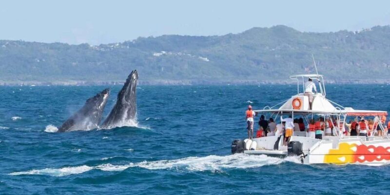Samana: Catamaran Cruise to Bacardi Island & Whale Watching - An In-Depth Look at the Tour Experience