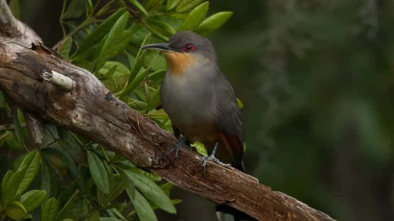 Samaná: El Limón Zipline Adventure with 10 Cables - The Practical Side: Cost, Duration, and Suitability