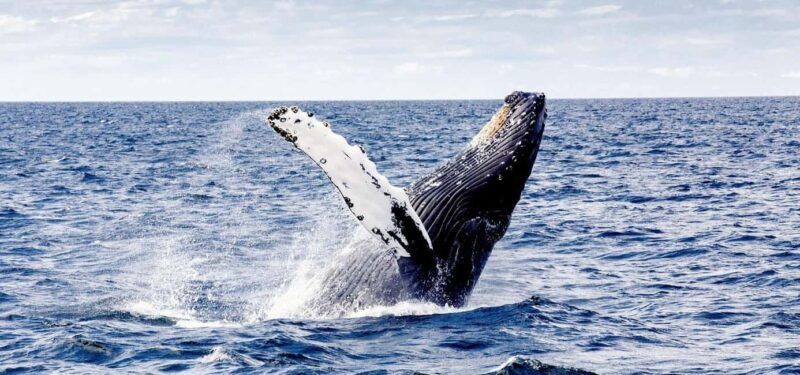 Samaná from Punta Cana: Cayo and Waterfall + Whale Watch - Key Points