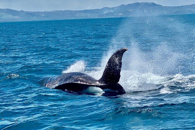 Samana Full Day -baracardi island, horses, lemon waterfall - A Complete Breakdown of the Tour Experience