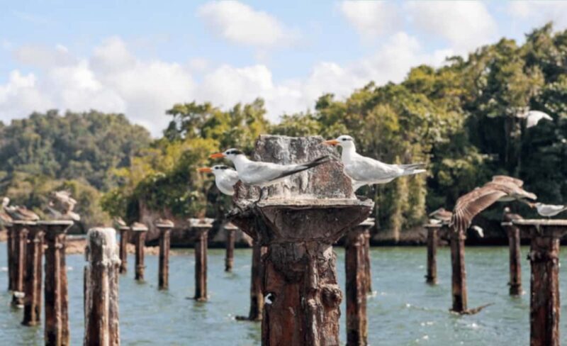 Samana: Los Haitises, Caño Hondo, Kayak Tour with Lunch - Overall Impression and Who Will Love It