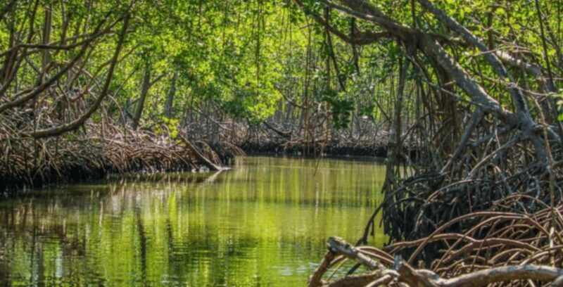 Samana: Los Haitises, Caño Hondo, Kayak Tour with Lunch - FAQs