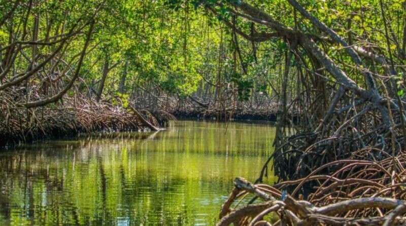 Samana: Los Haitises National Park & Caño Hondo Day Tour - Key Points