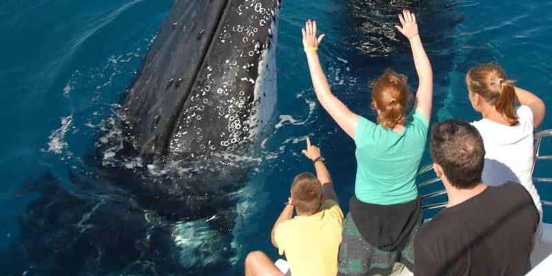 Samaná: Private Catamaran Whale Watching Tour with Drinks - Who Is This Tour Best For?