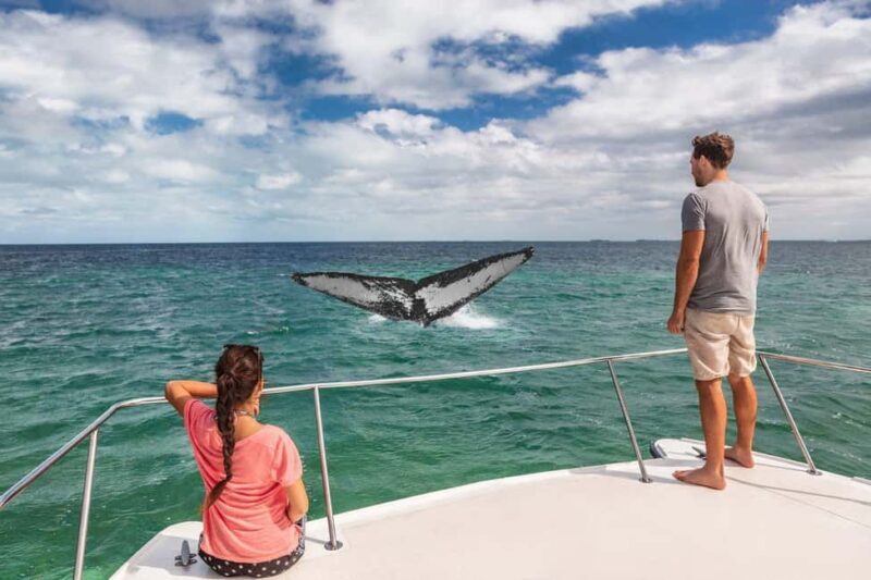 Samaná: Private Catamaran Whale Watching Tour with Drinks - FAQ
