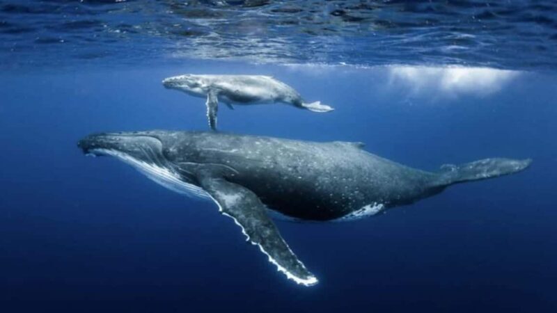 Samaná: Samaná Bay Whale Watching Tour with Drinks - The Whale Watching Experience