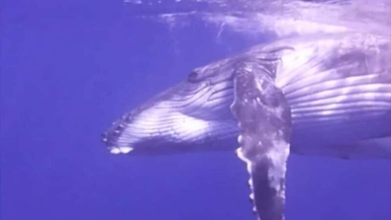 Samaná: Samaná Bay Whale Watching Tour with Drinks - Pricing and Value