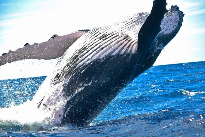 Samana Tours (With Whales) Full Day Excursion! All inclusive Tour! - The Sum Up