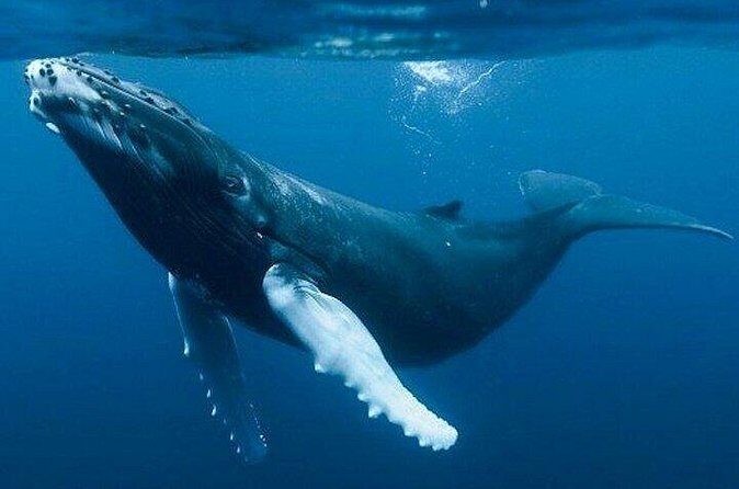 Samaná Whale Tour with Lunch from Santo Domingo - The Sum Up