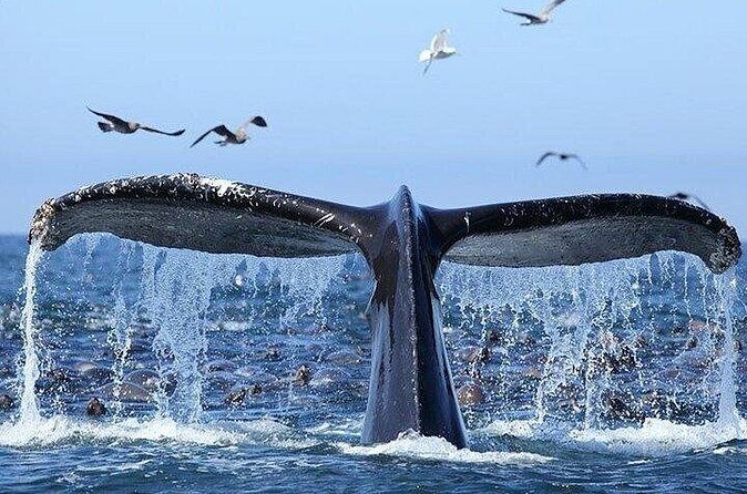 Samaná Whale Tour with Lunch from Santo Domingo - FAQ