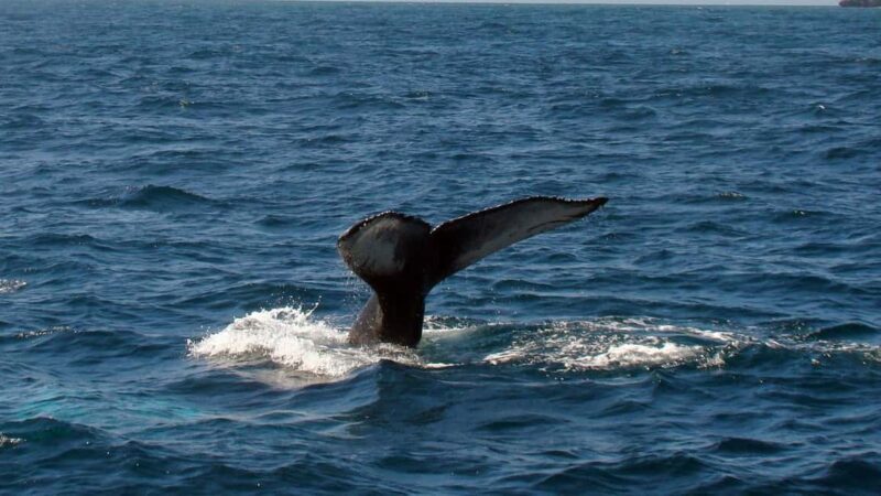 Samanà Whale Watching and Bacardi Island Tour From Bayahibe - An In-Depth Look at the Tour Experience