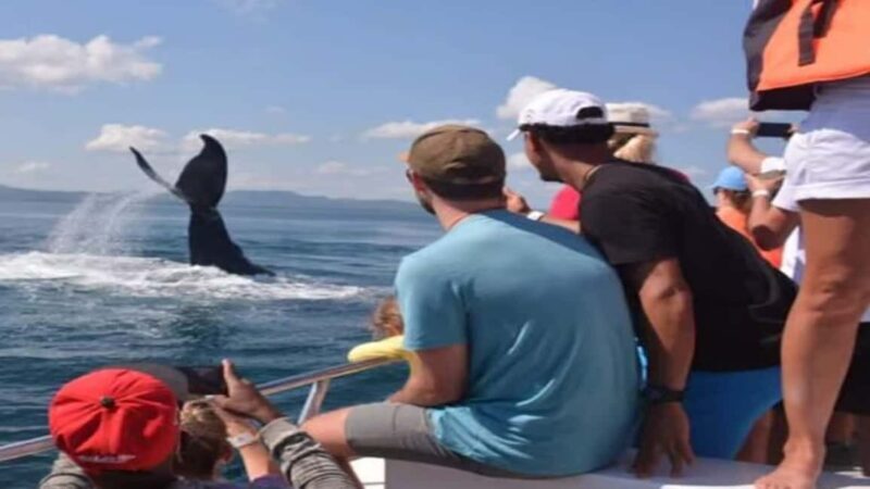 Samaná: Whale Watching and Cayo Levantado Day Trip - The Bottom Line
