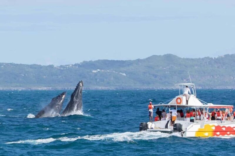 Samana: Whale Watching and Cayo Levantado Full Day Tour - Samana: Whale Watching and Cayo Levantado Full Day Tour — A Complete Guide