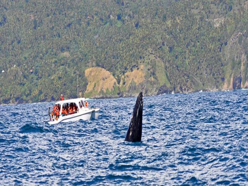Samaná: Whale Watching and Cayo Levantado Island Tour - Exploring the Experience in Detail