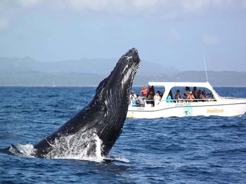 Samaná: Whale Watching and Cayo Levantado Island Tour - Key Points