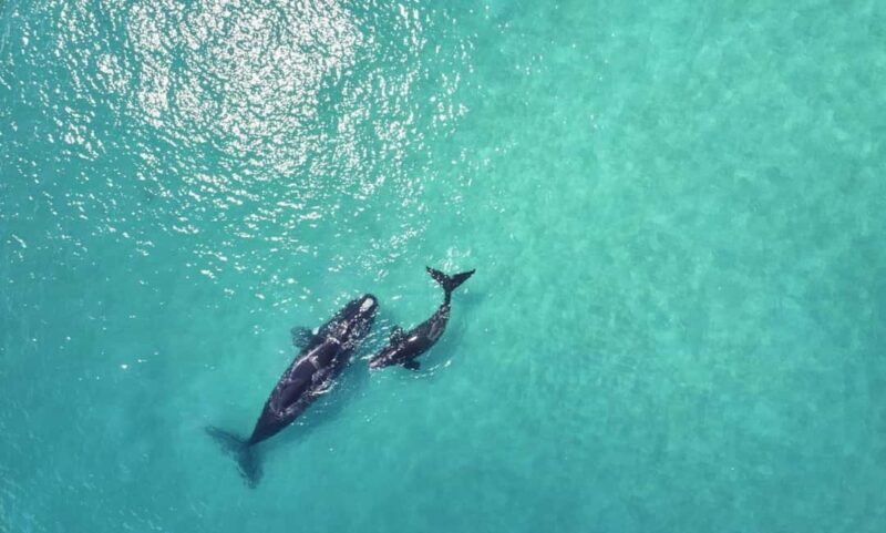 Samaná: Whale Watching and Cayo Levantado Island Tour - An In-Depth Look at the Samaná Whale Watching and Cayo Levantado Tour